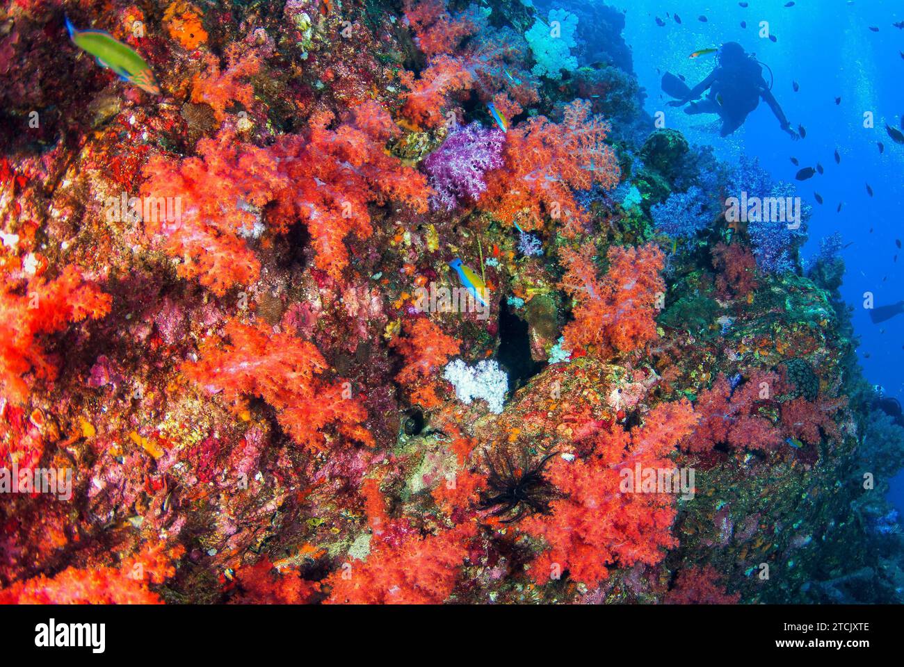 Coral island krabi thailand hi-res stock photography and images - Alamy
