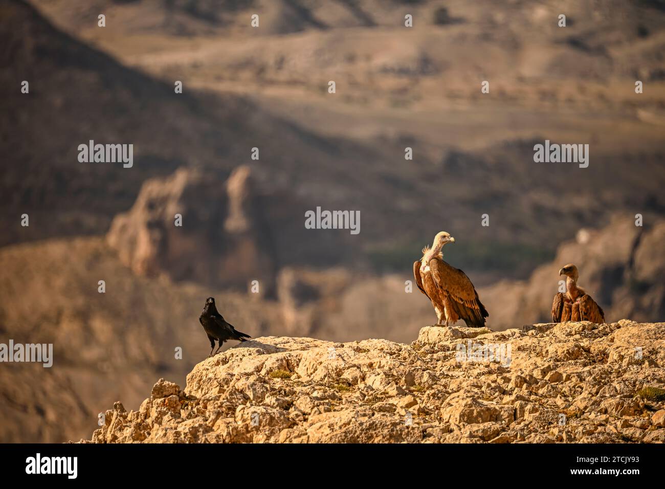 Great Raven or Corvus corax, standing between vultures Stock Photo - Alamy