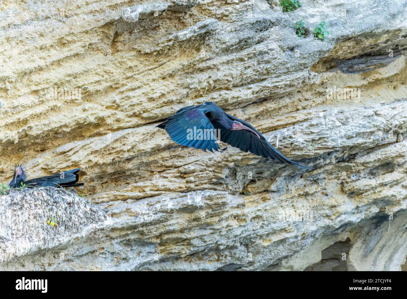 Bald ibis or Geronticus eremita, pelecaniform bird of the ...
