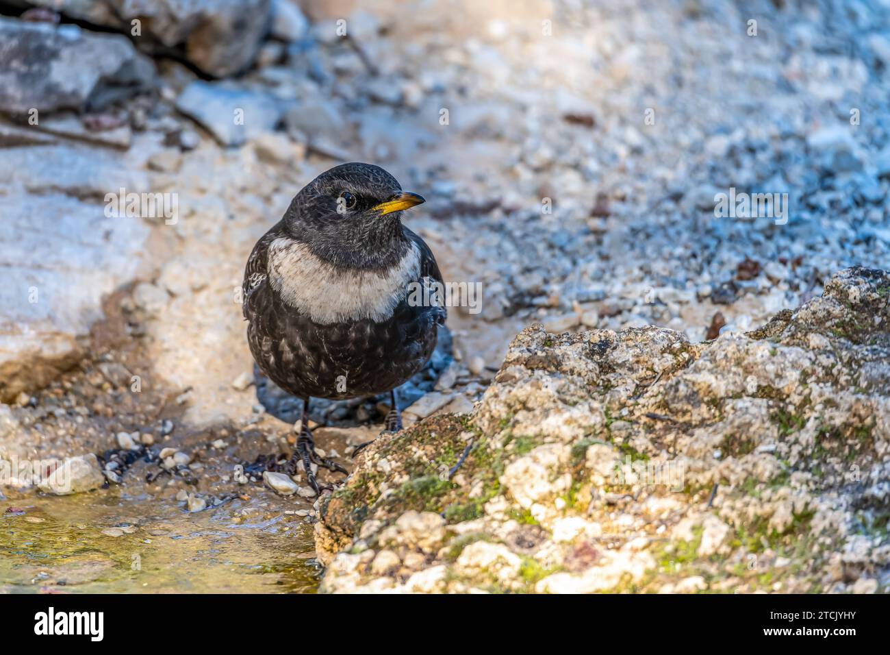 White-caped Blackbird or Turdus torquatus, passerine bird of the ...