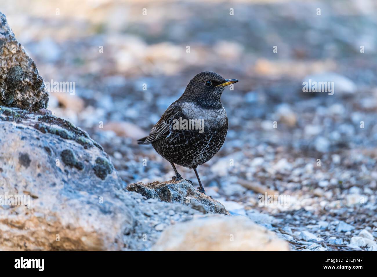 White-caped Blackbird or Turdus torquatus, passerine bird of the ...