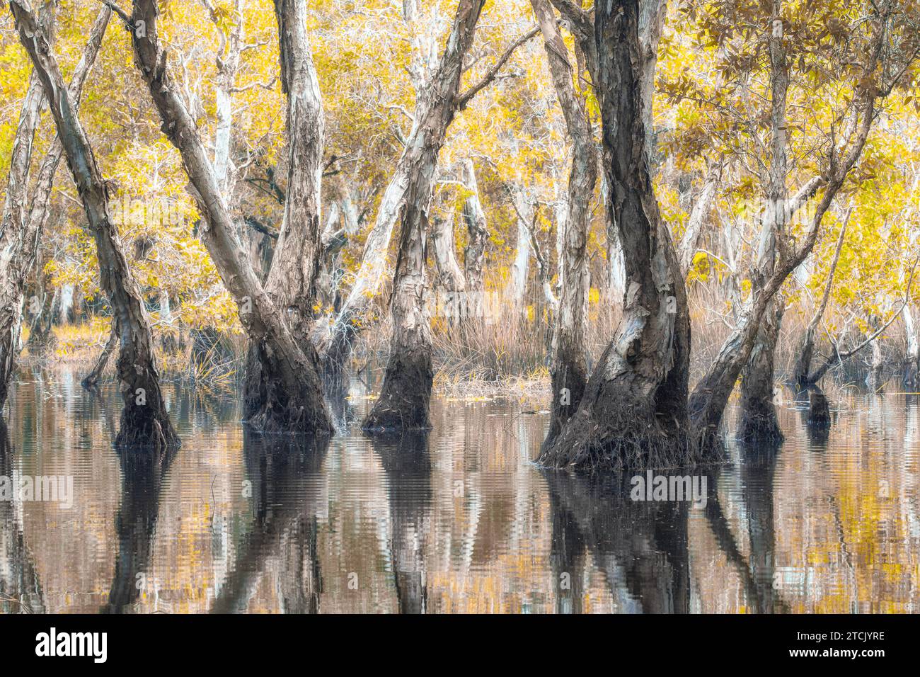 Melaleuca swamp wetland tree hi-res stock photography and images - Alamy