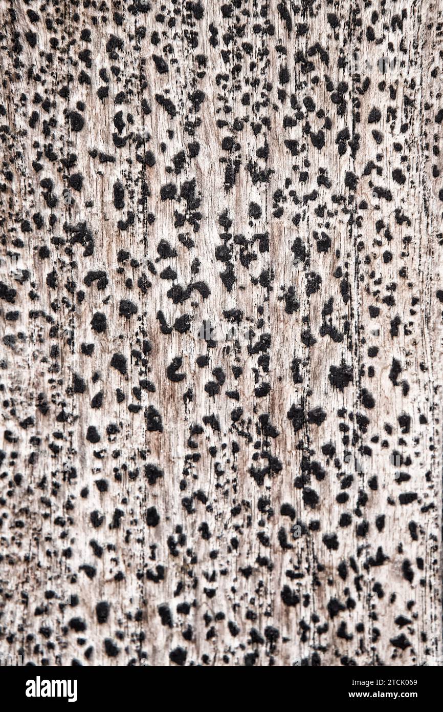 Wood textured background with black dot Stock Photo - Alamy