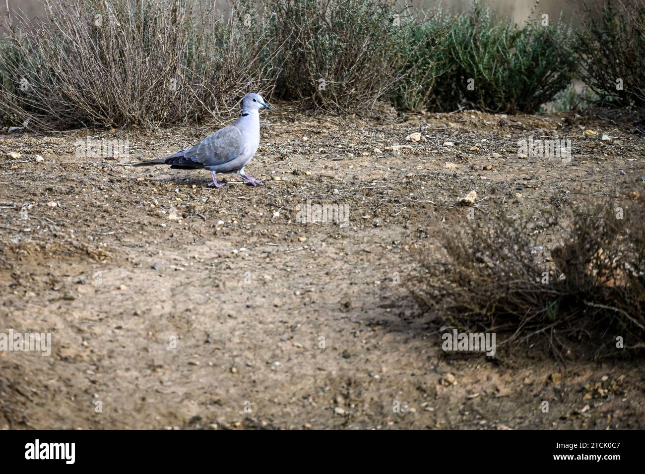 Turkey turtle dove hi-res stock photography and images - Alamy