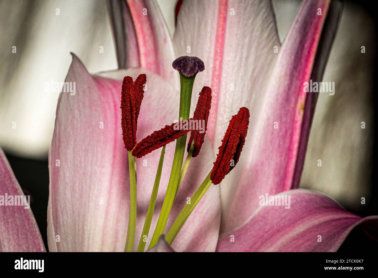 Lily stamens or anthers. Lilium is a genus of herbaceous flowering plant Stock Photo - Alamy