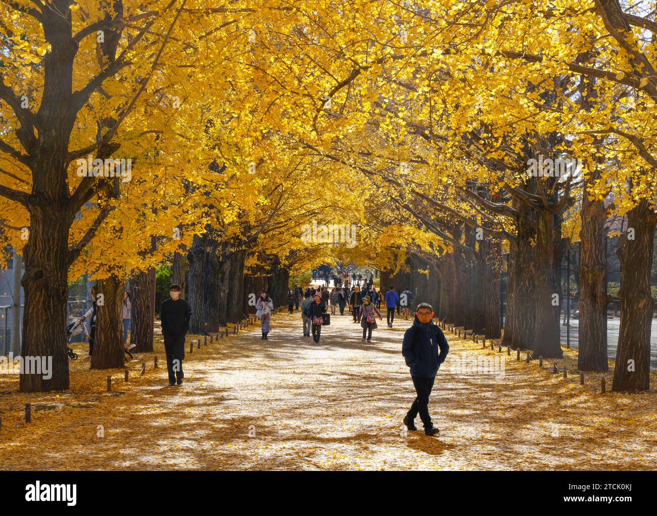SHOWA KINEN PARK: AUTUMN LEAVES TOKYO Stock Photo - Alamy