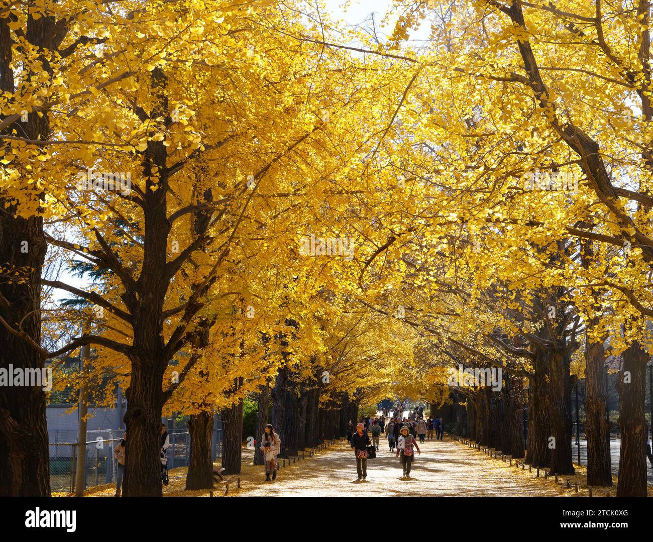 Parc de showa kinen hi-res stock photography and images - Alamy