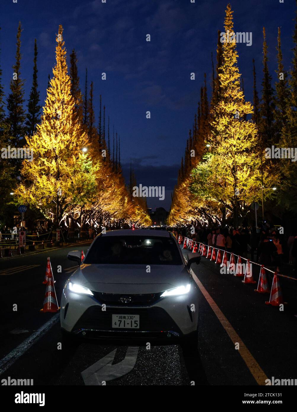 MEIJI JINJU GAIEN GINGKO AVENUE LIGHT UP Stock Photo - Alamy
