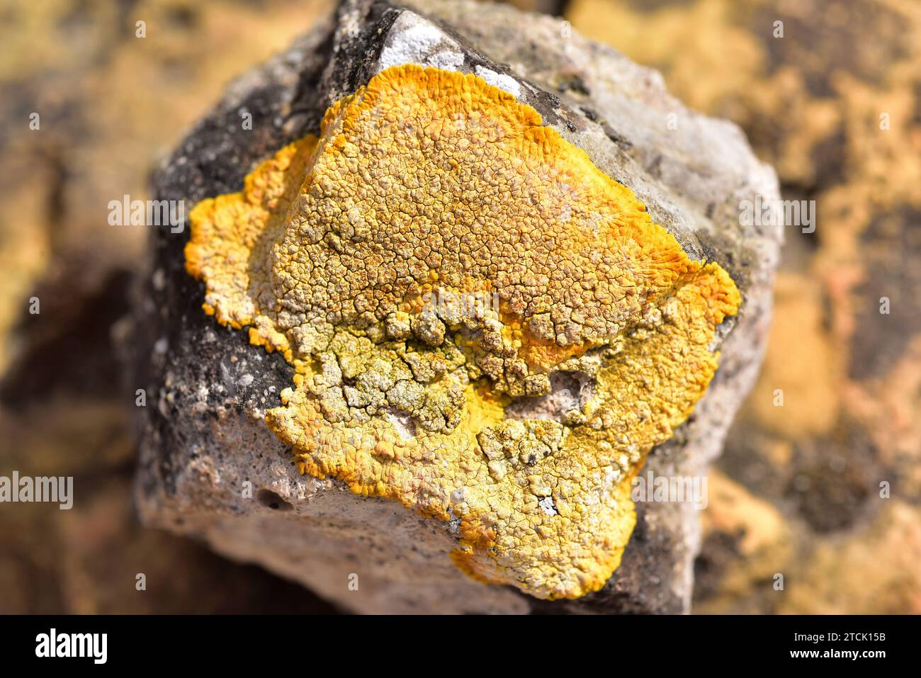 Caloplaca aurantia is a crustose lichen with lobulate margins that ...