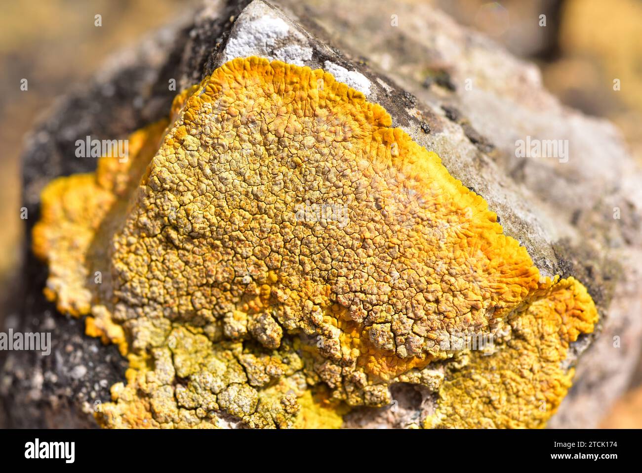 Caloplaca aurantia is a crustose lichen with lobulate margins that ...