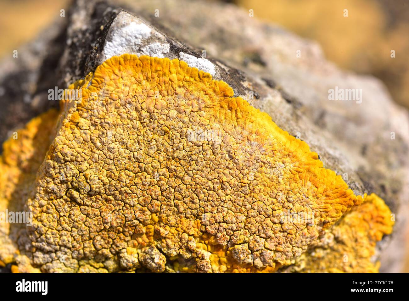 Caloplaca aurantia is a crustose lichen with lobulate margins that ...
