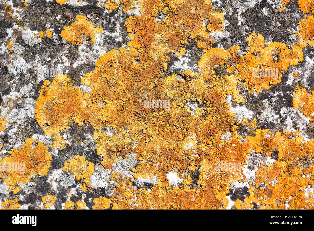 Sant magi de la brufaganya hi-res stock photography and images - Alamy