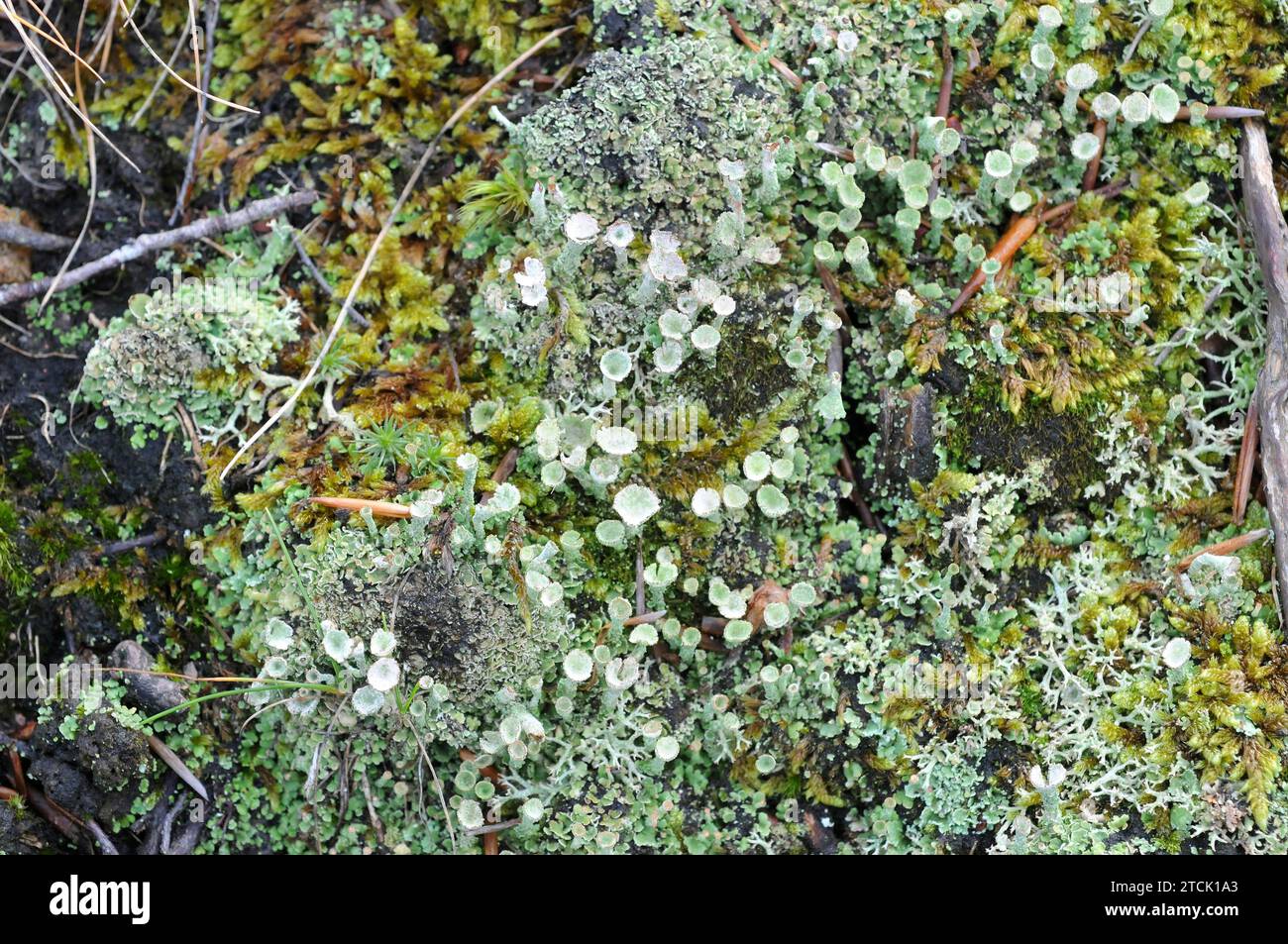 Cladonia fimbriata is a squamulose lichen with podetia (cups Stock ...