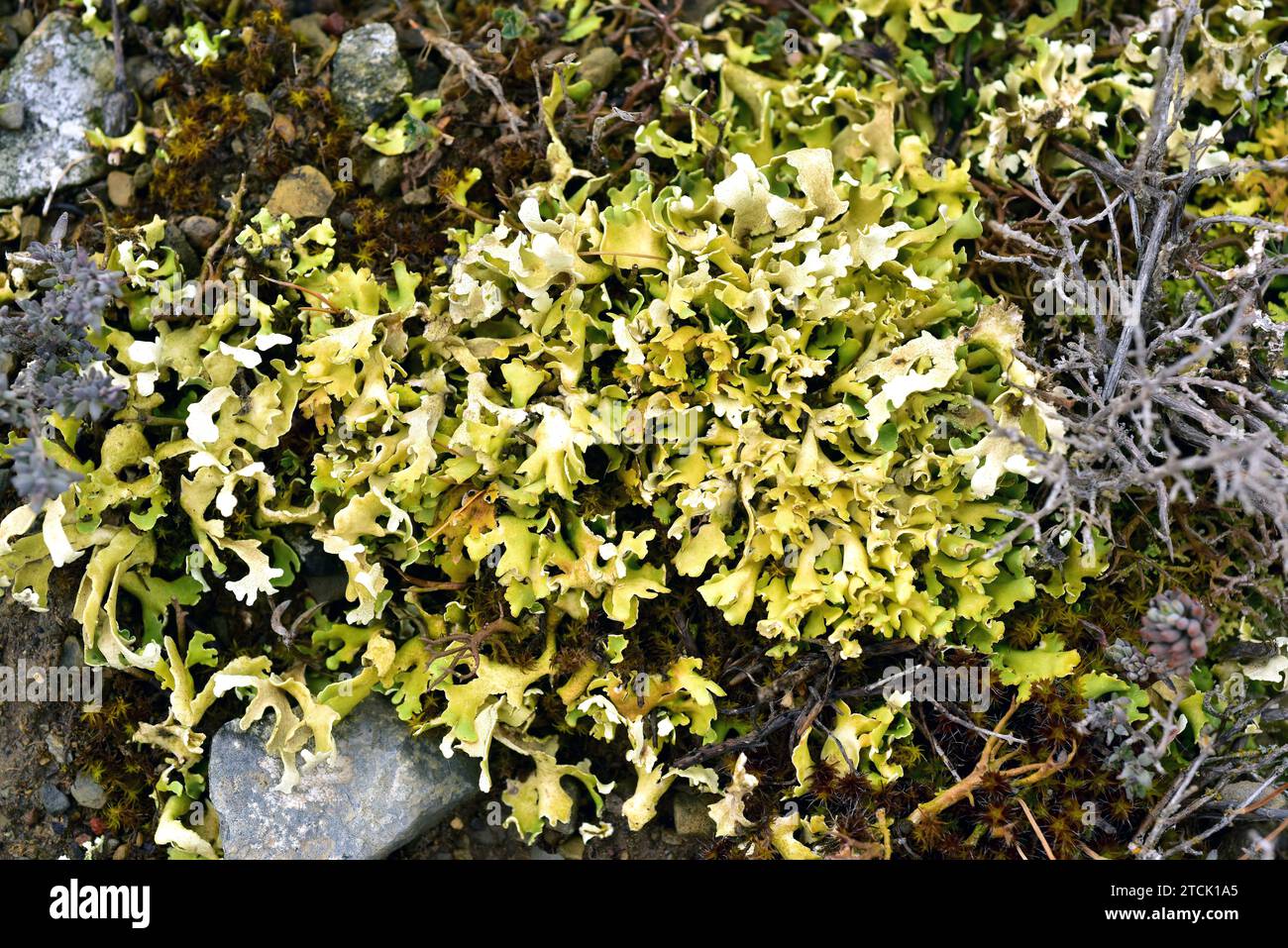 Cladonia foliacea is a squamulose lichen. This photo was taken in La ...