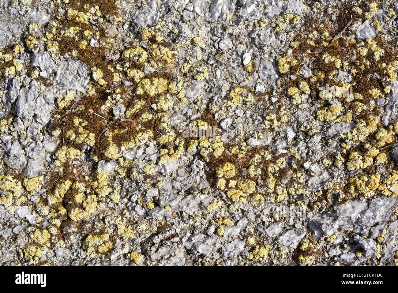 Scrambled egg lichen (Fulgensia fulgens) is a crustose lichen that ...