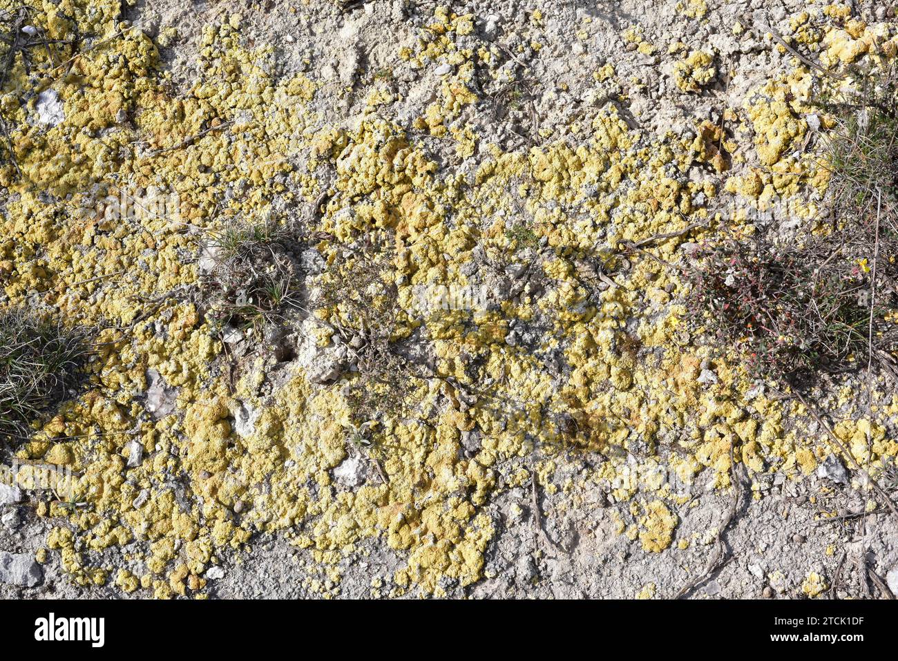 Scrambled egg lichen (Fulgensia fulgens) is a crustose lichen that ...