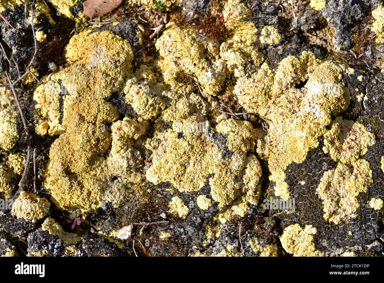 Scrambled egg lichen (Fulgensia fulgens) is a crustose lichen that ...