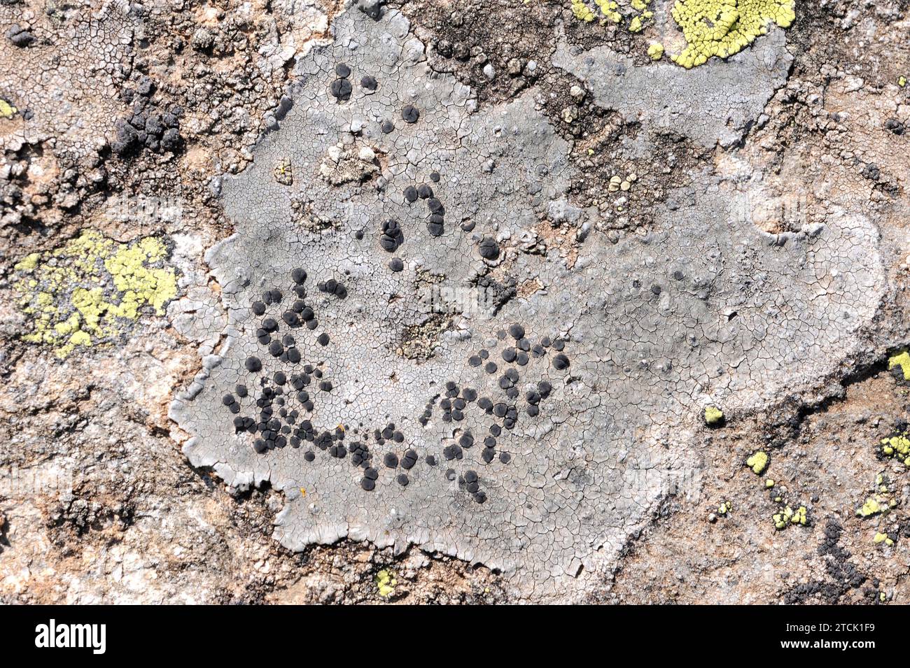 Lecidea fuscoatra hi-res stock photography and images - Alamy