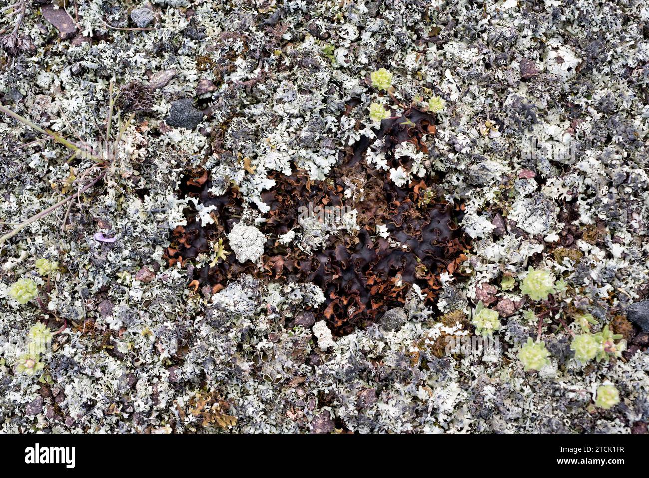 Nephroma laevigatum (center) and Cladonia foliacea (around) two ...