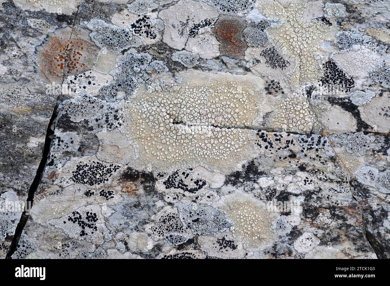 Ochrolechia parella (centrum) and other crustose lichens: Caloplaca sp ...