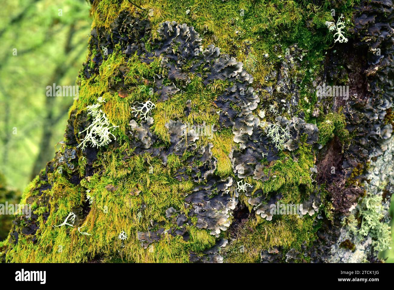 Peltigera canina is a foliose lichen that grows next to mosses. This ...