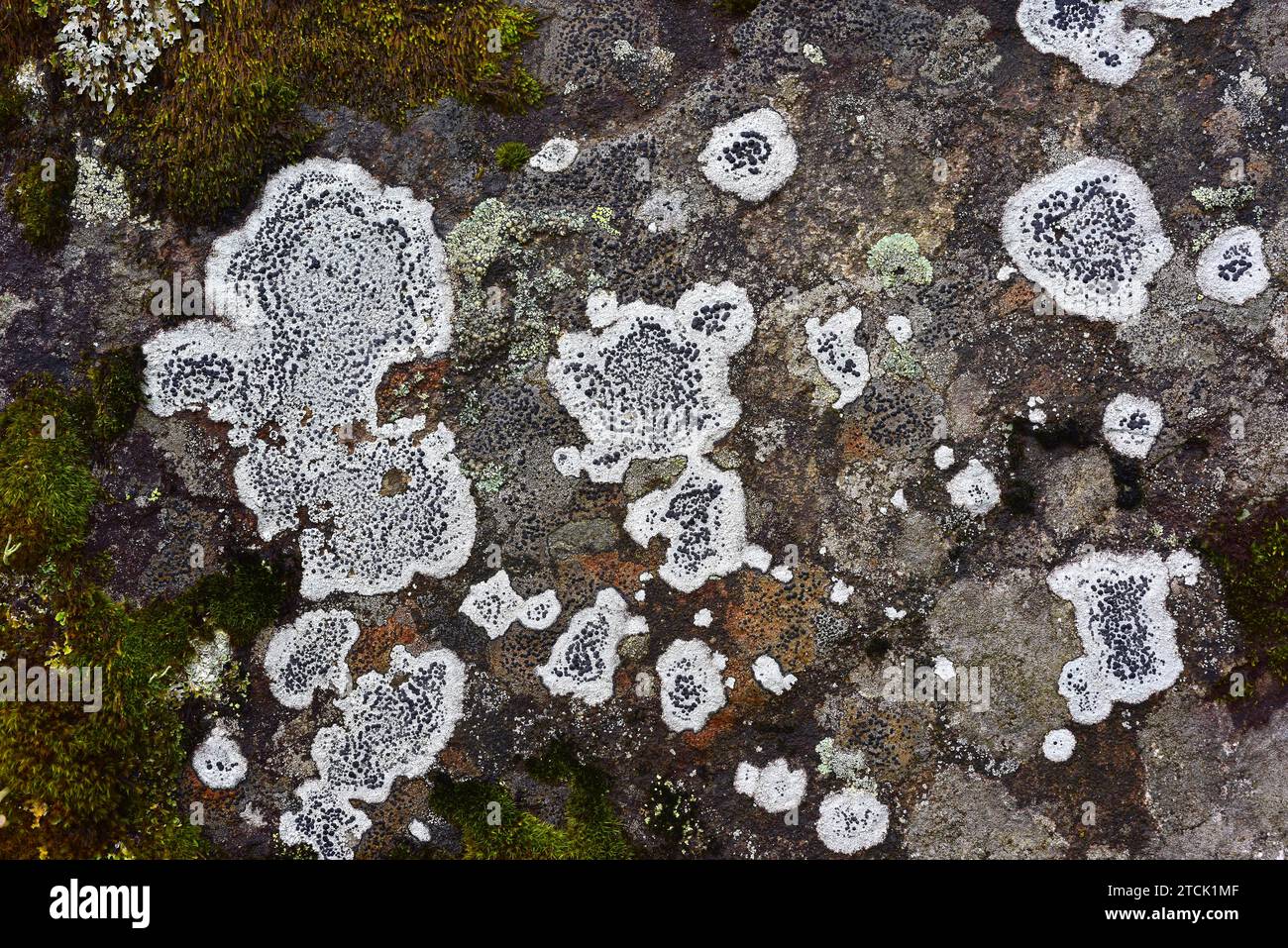 Porpidia crustulata (grey) and Lecidea lithophila (rust color) are two ...