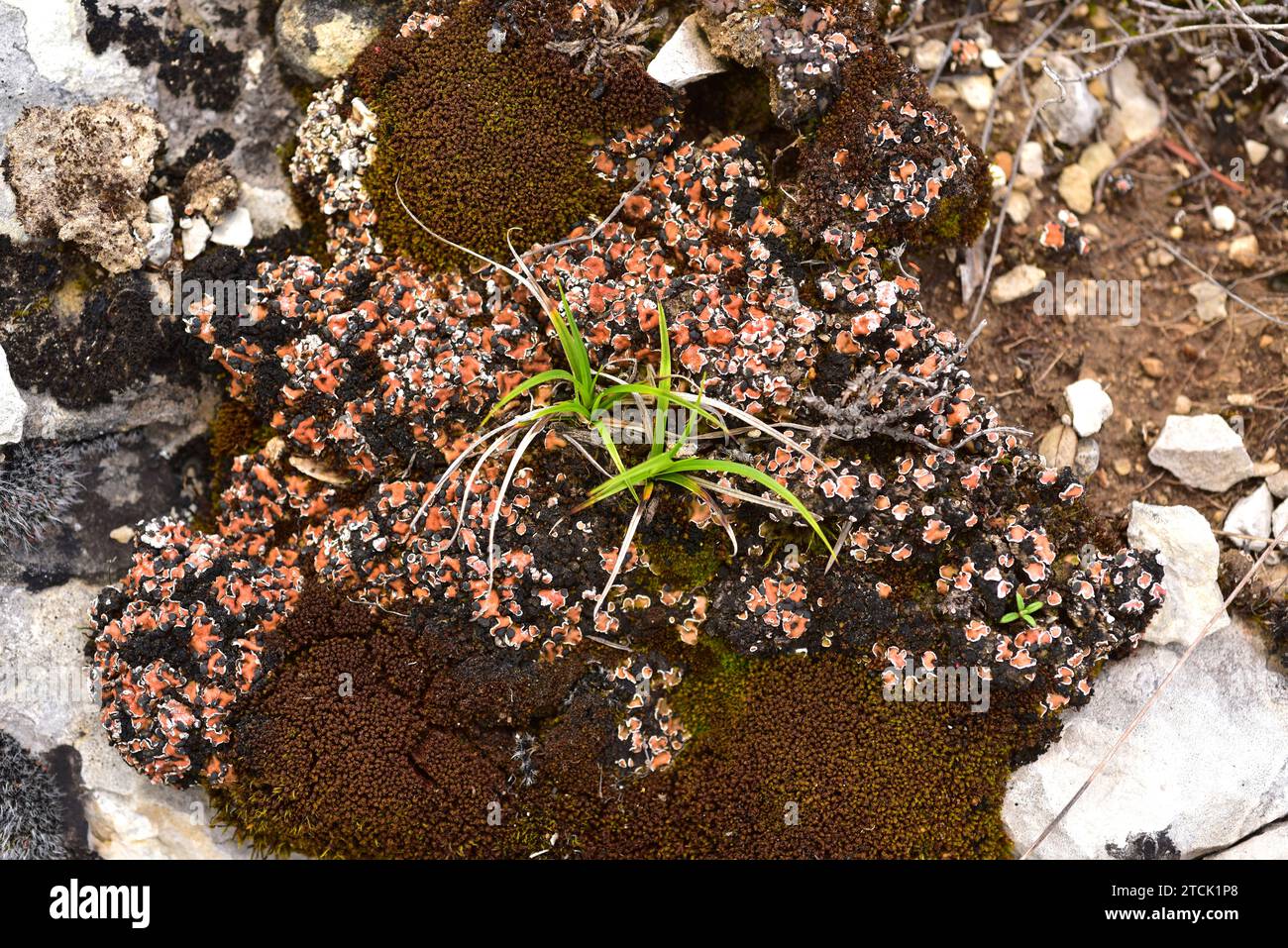Psora decipiens is a squamulose lichen that grows on soil. This photo ...