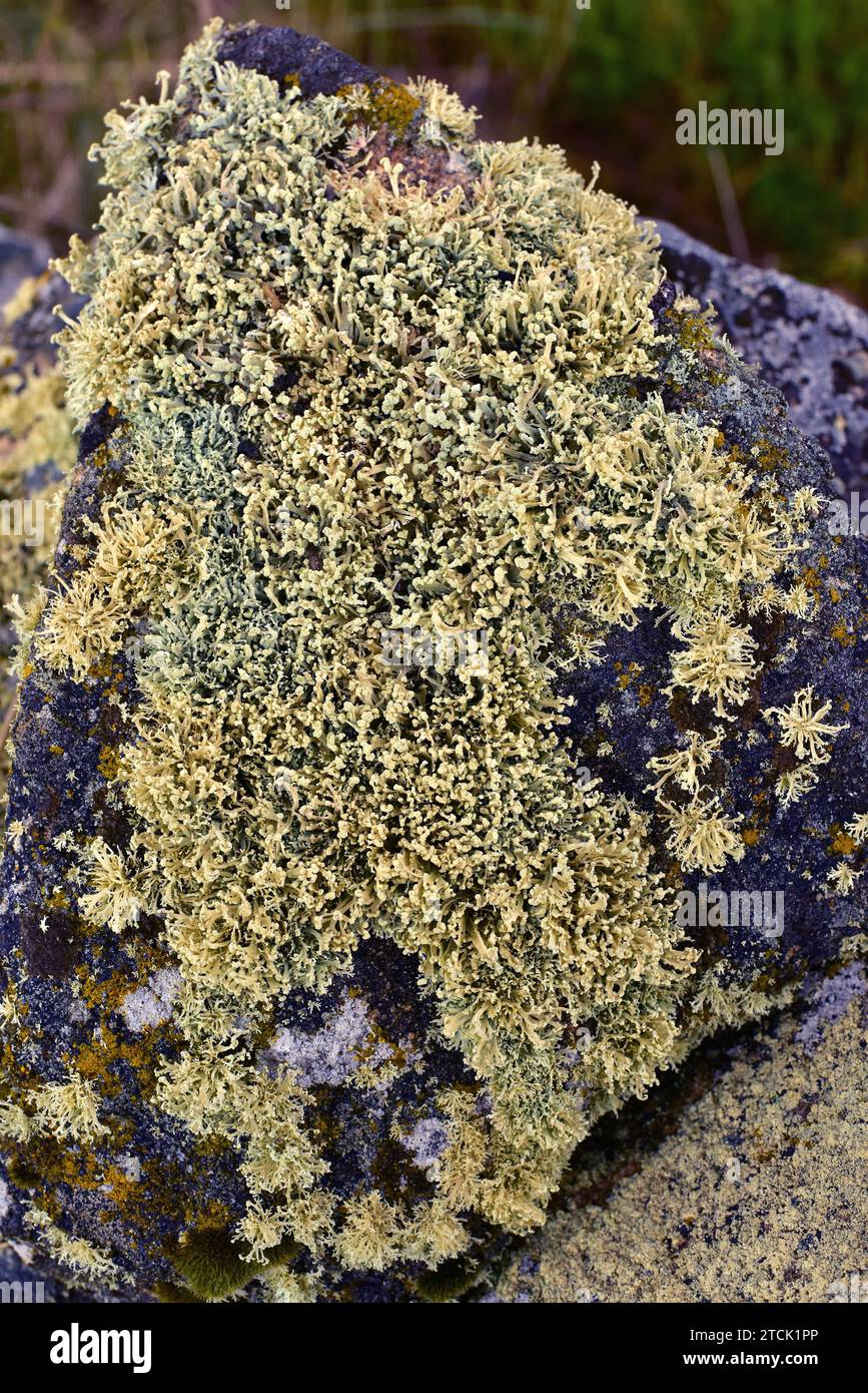 Fruticulose lichen hi-res stock photography and images - Alamy