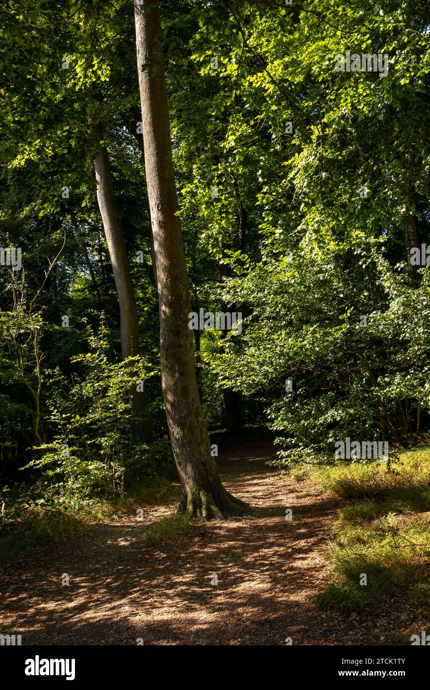 High beech trees leaves hi-res stock photography and images - Alamy