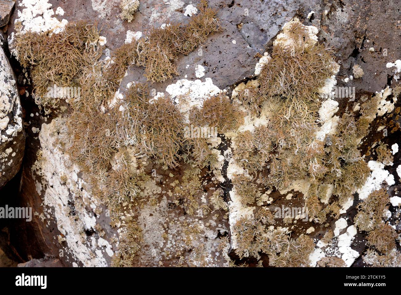 Fruticulose lichen hi-res stock photography and images - Alamy