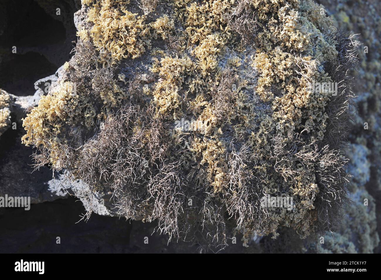 Orchilla (Roccella canariensis) dark lichen (below) and Ramalina ...