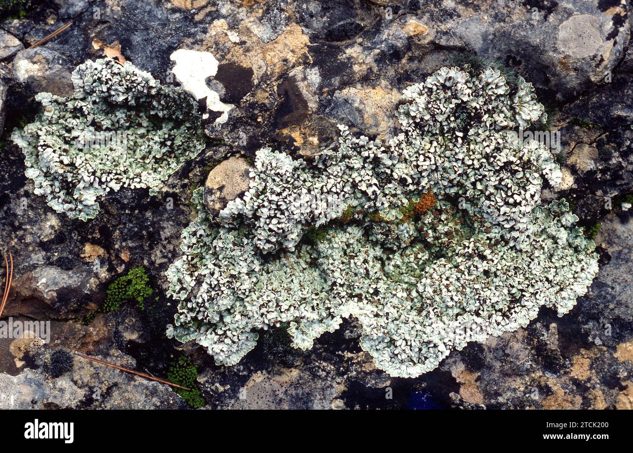 Squamarina cartilaginosa hi-res stock photography and images - Alamy