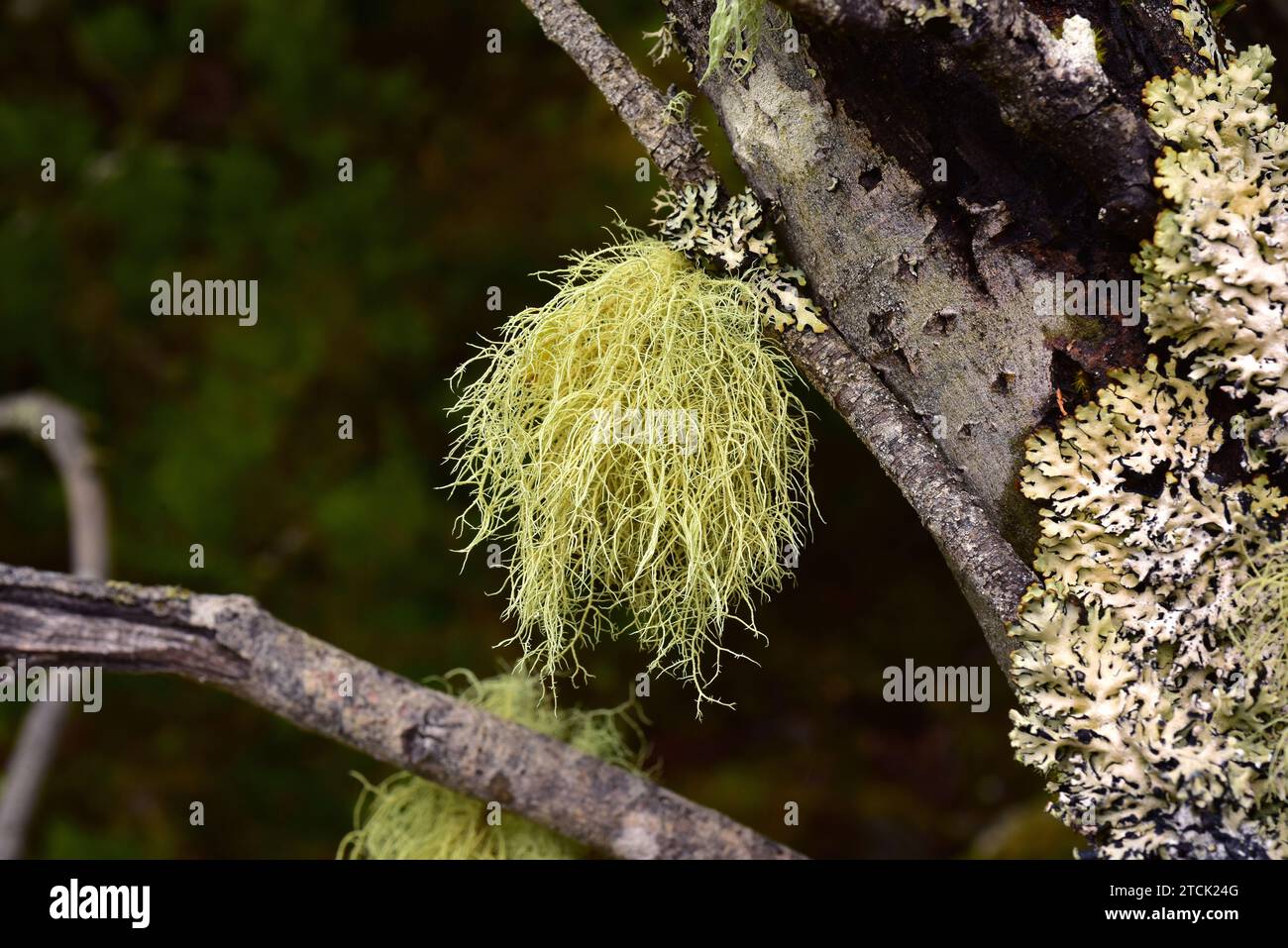 Beard lichen (Usnea hirta) is a fruticulose lichen. This photo was ...