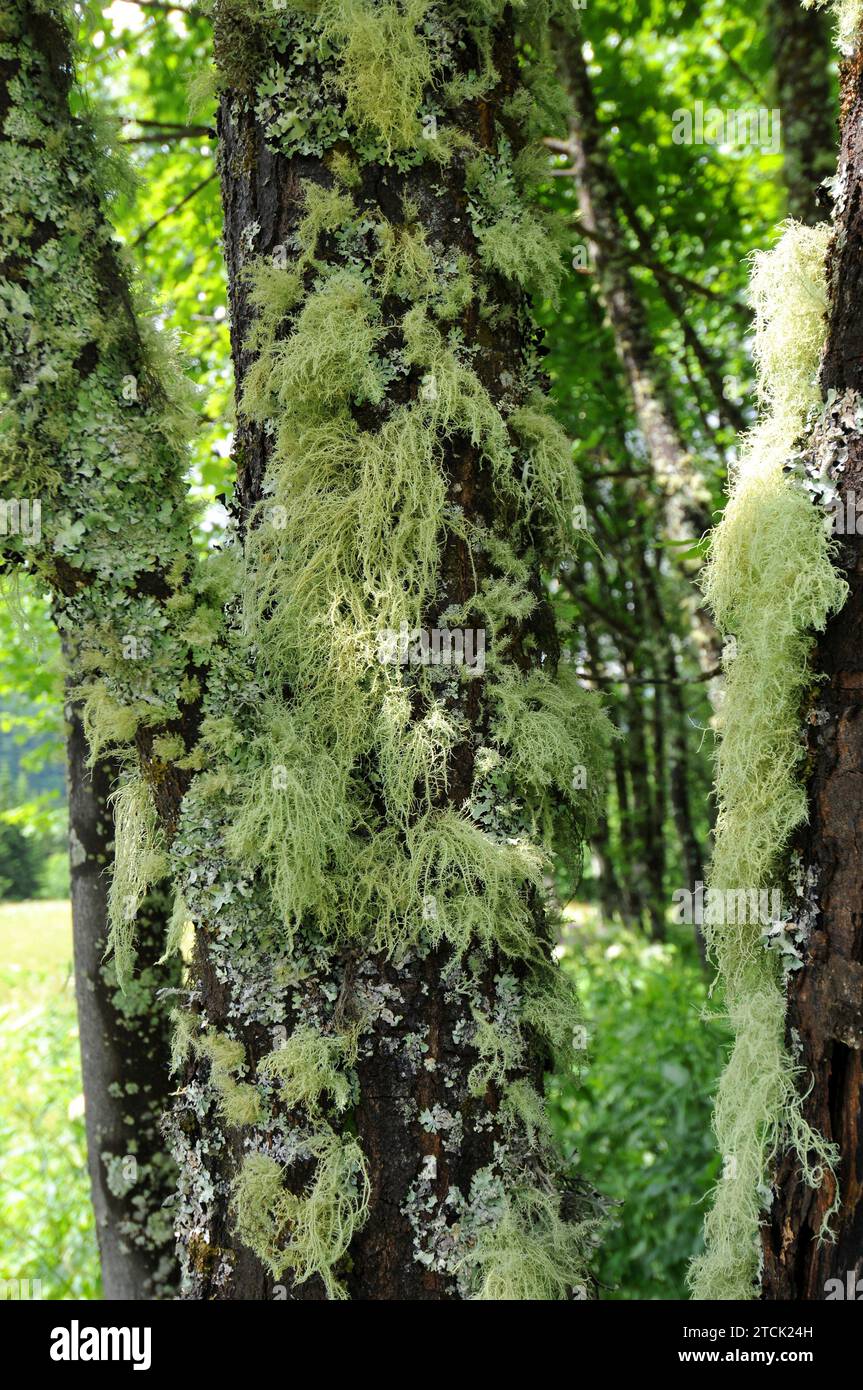 Fruticulose lichen hi-res stock photography and images - Alamy