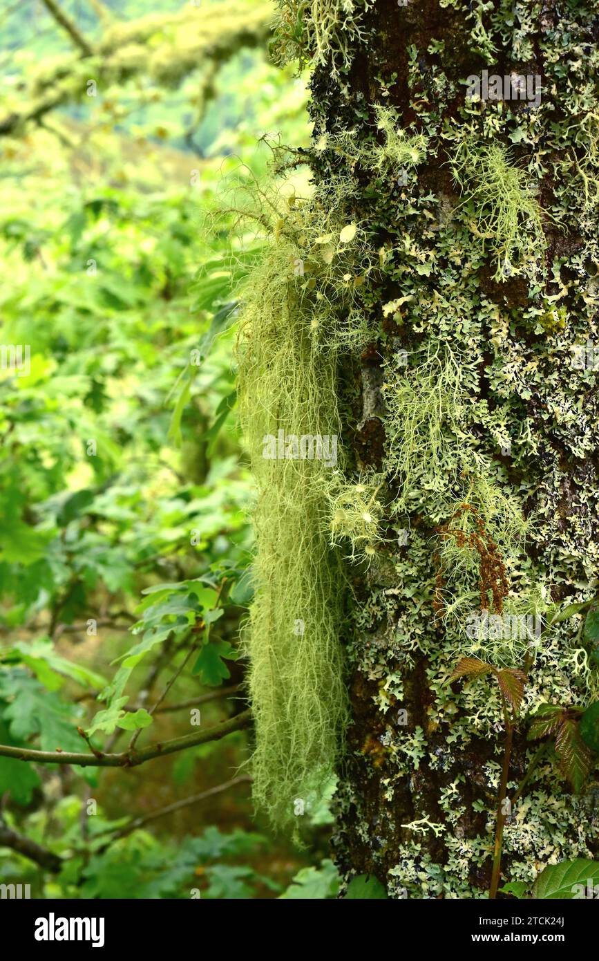 At left Usnea filipendula and Usnea florida and at right Hypogymnia ...