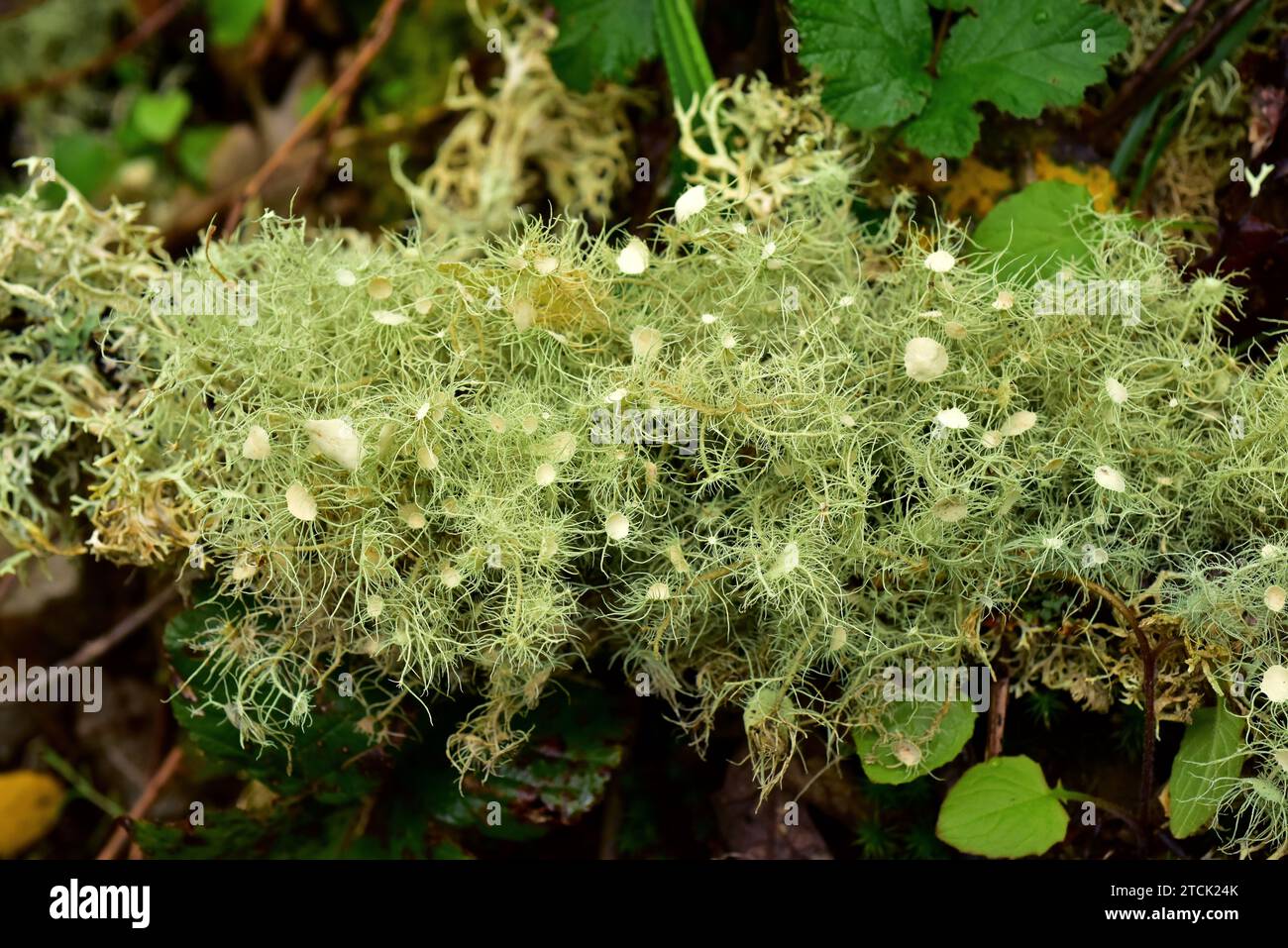 Beard lichen (Usnea florida) is a fruticulose lichen. This photo was ...