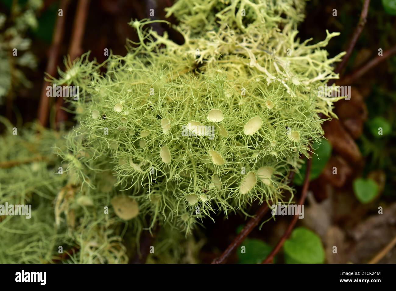 Beard lichen (Usnea florida) is a fruticulose lichen. This photo was ...
