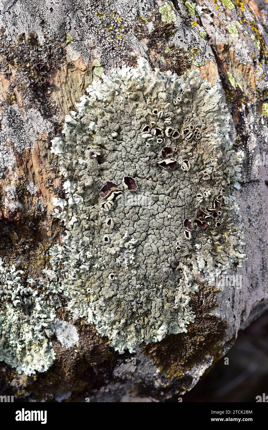 Xanthoparmelia tinctina or Parmelia tinctina is a foliose lichen that ...