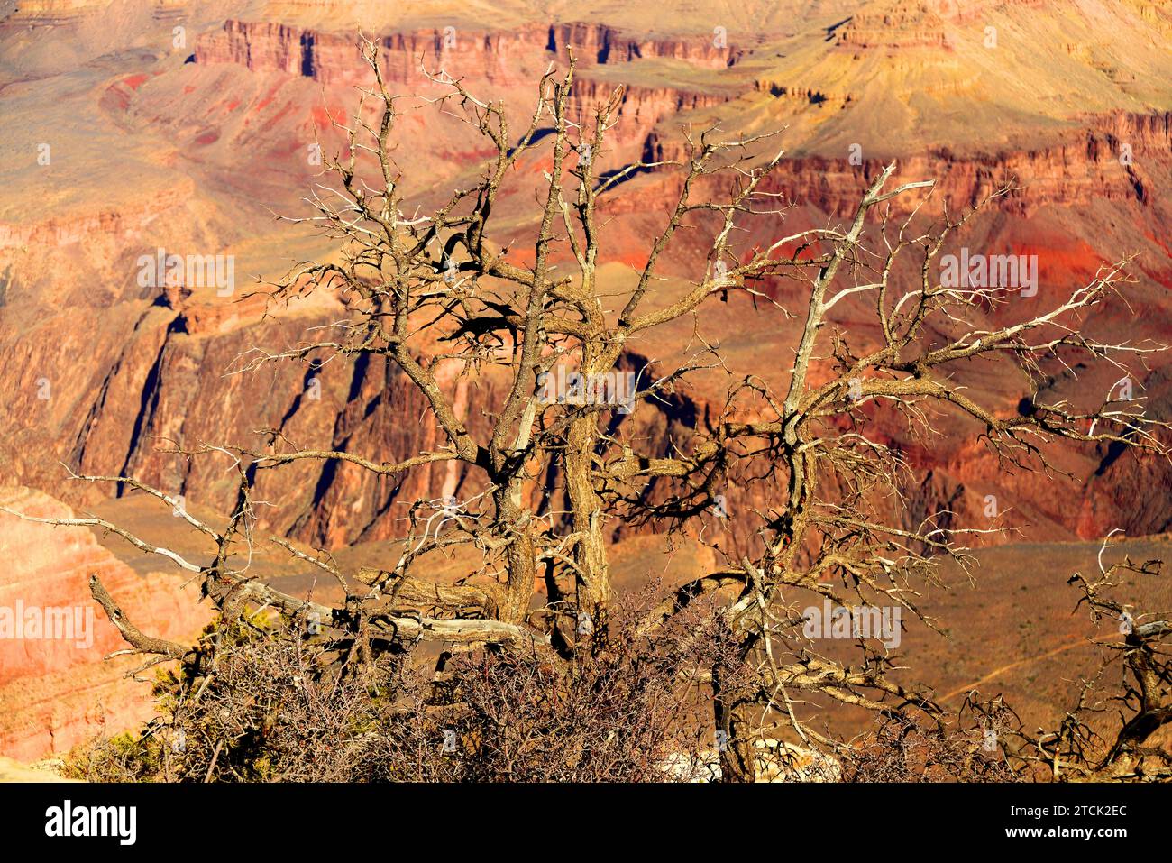 Late afternoon in the Grand Canyon Arizona with a brave pinon pine tree ...