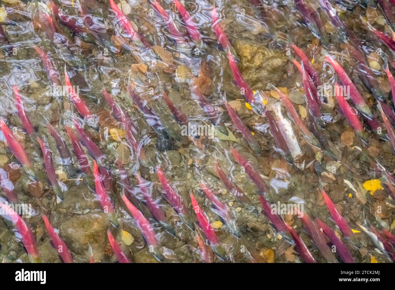 Spawning sockeye salmon oncorhynchus hi-res stock photography and ...