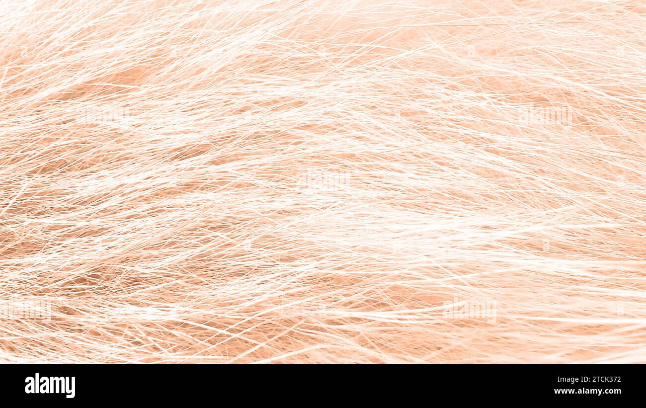 Fluffy fur closeup of trend color of the year 2024 Peach Fuzz ...
