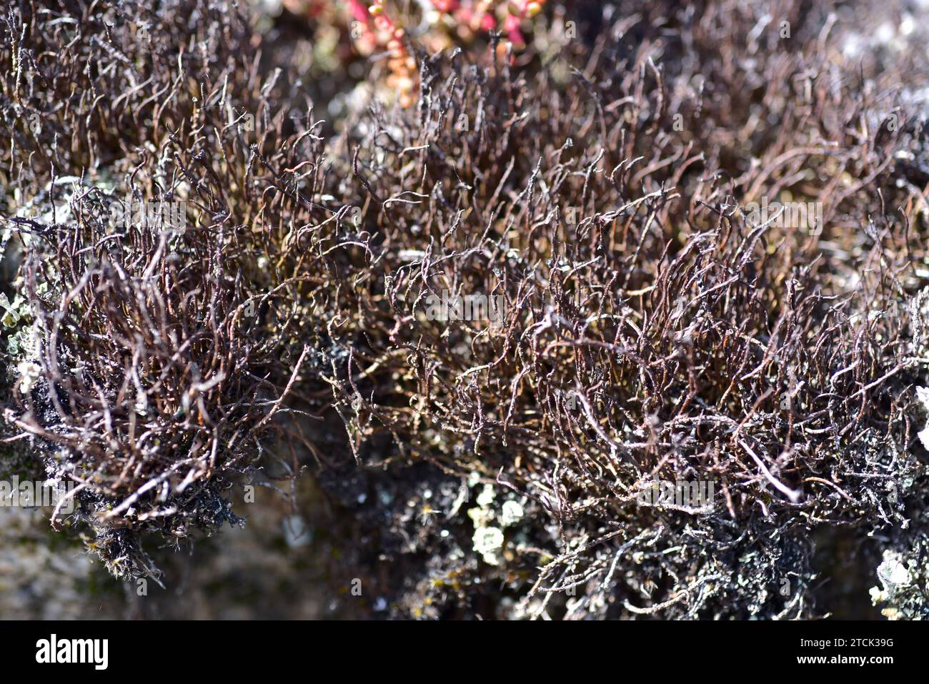Cladonia gracilis is a squamulose lichen with brownish podetia. This ...