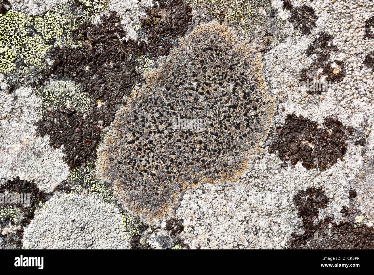 Fuscoatra hi-res stock photography and images - Alamy