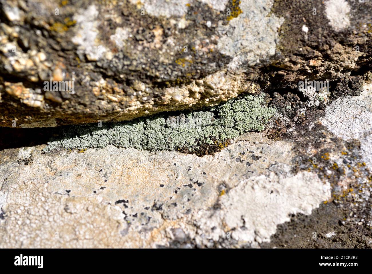 Leprocaulon microscopicum is a leprose lichen. This photo was taken in ...