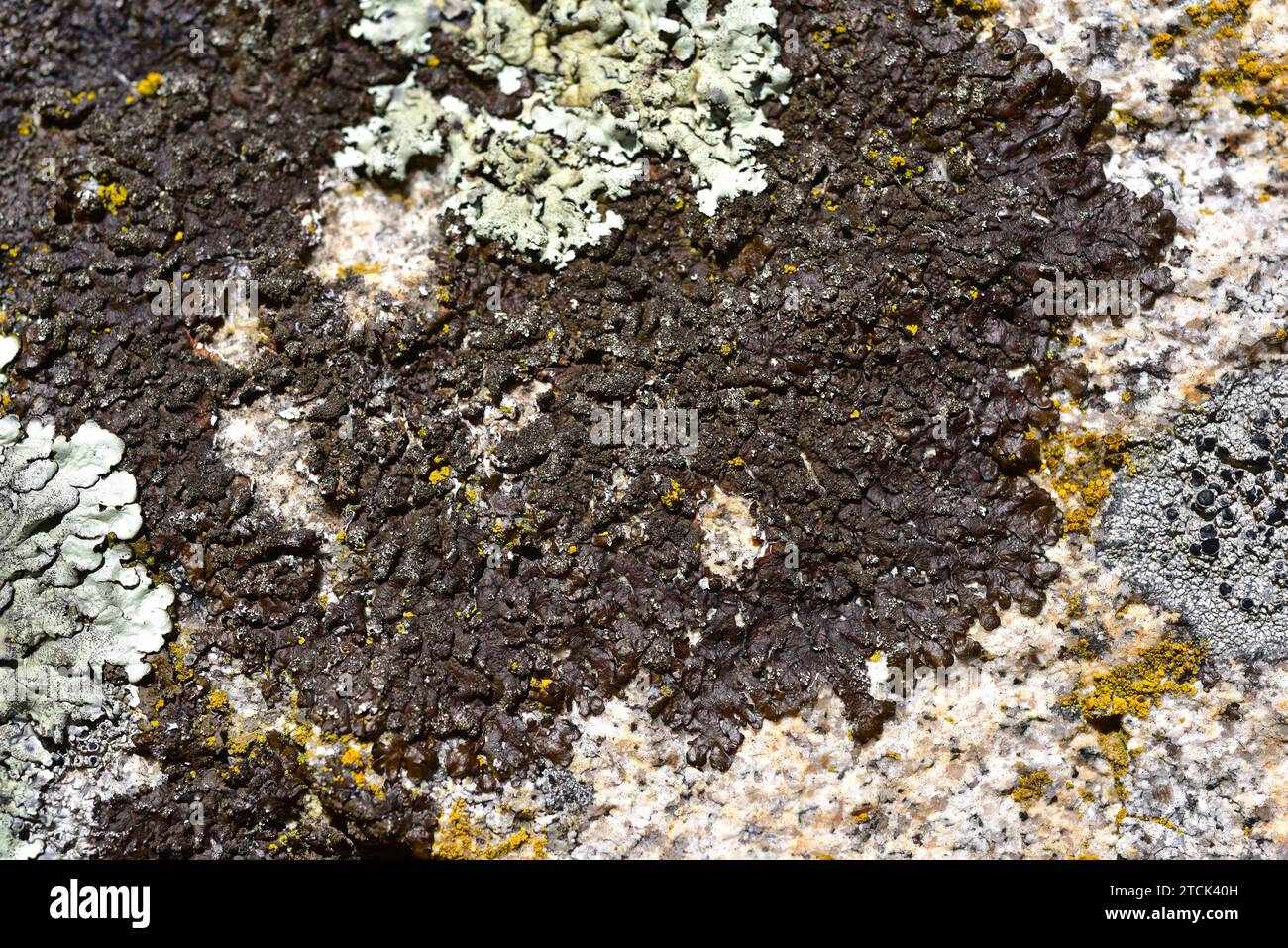Xanthoparmelia verruculifera hi-res stock photography and images - Alamy
