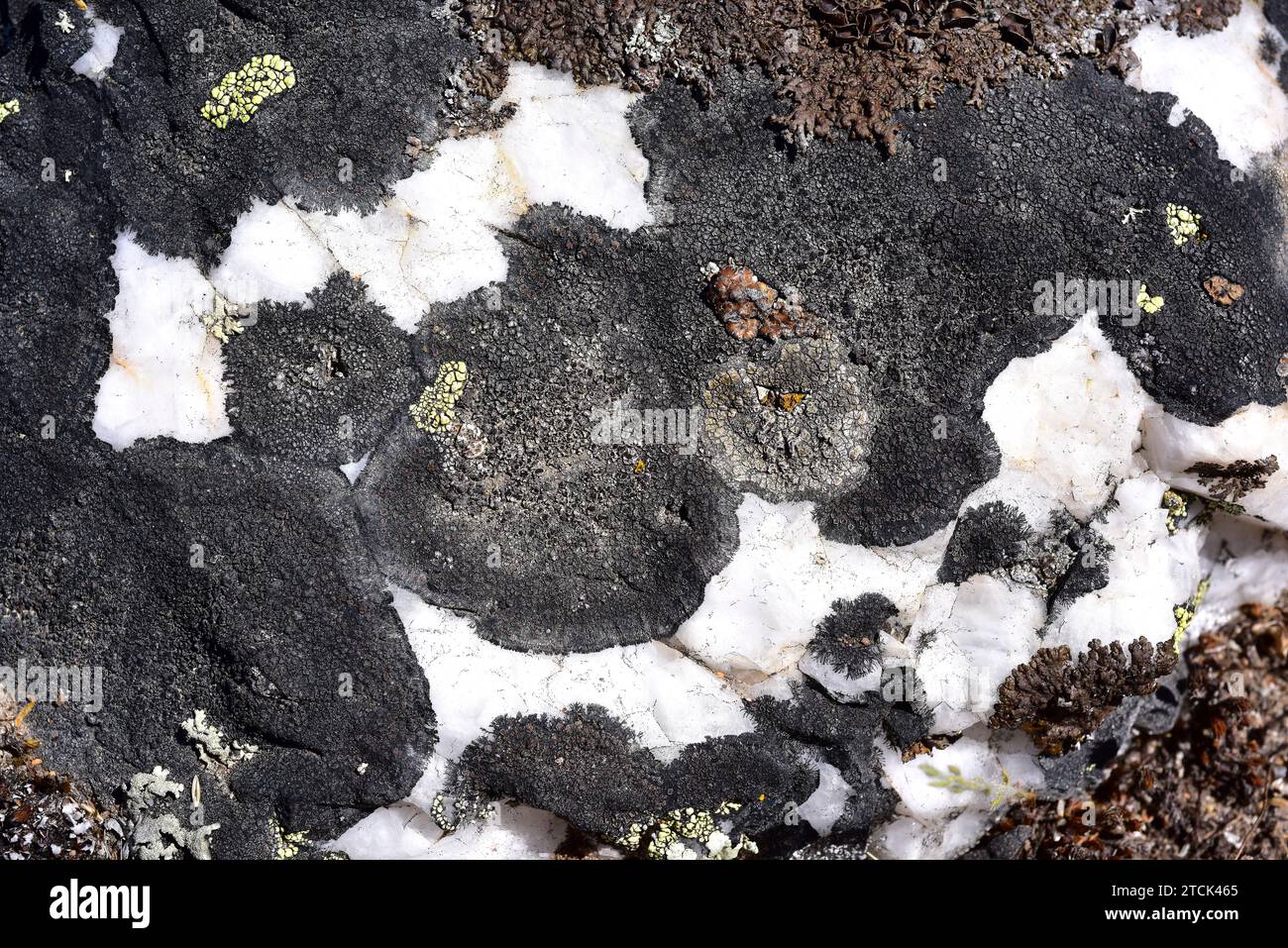 Placynthium nigrum is a squamulose lichen. This photo was taken in ...