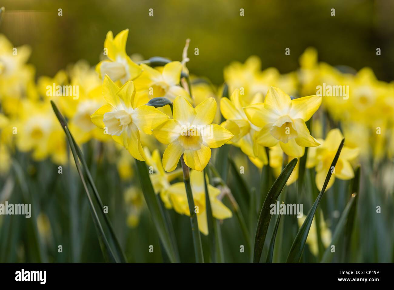 Yellow Narcissus Pipit in spring garden Stock Photo - Alamy