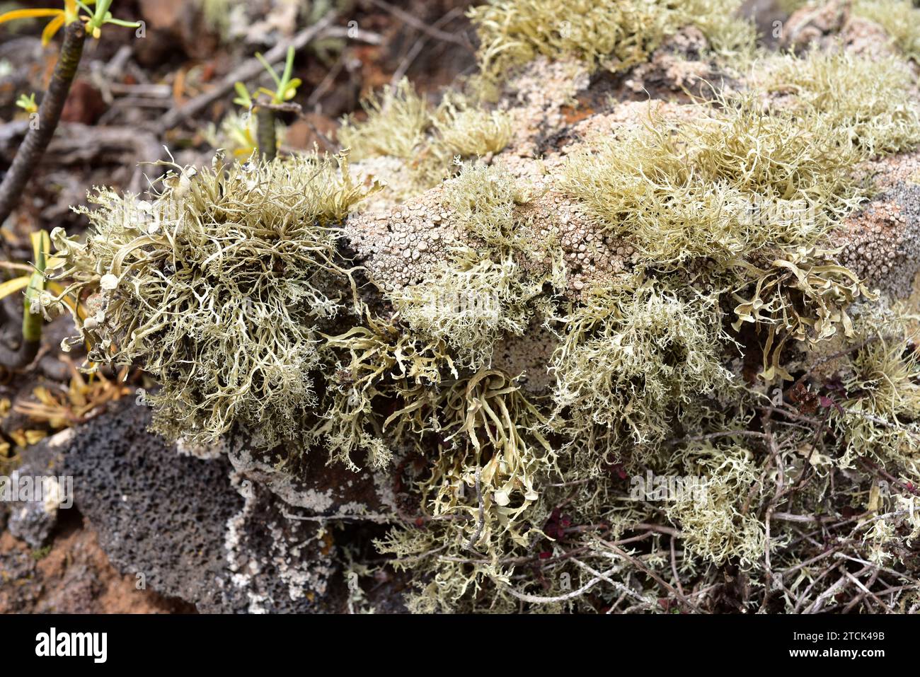 Ramalina subfarinacea hi-res stock photography and images - Alamy