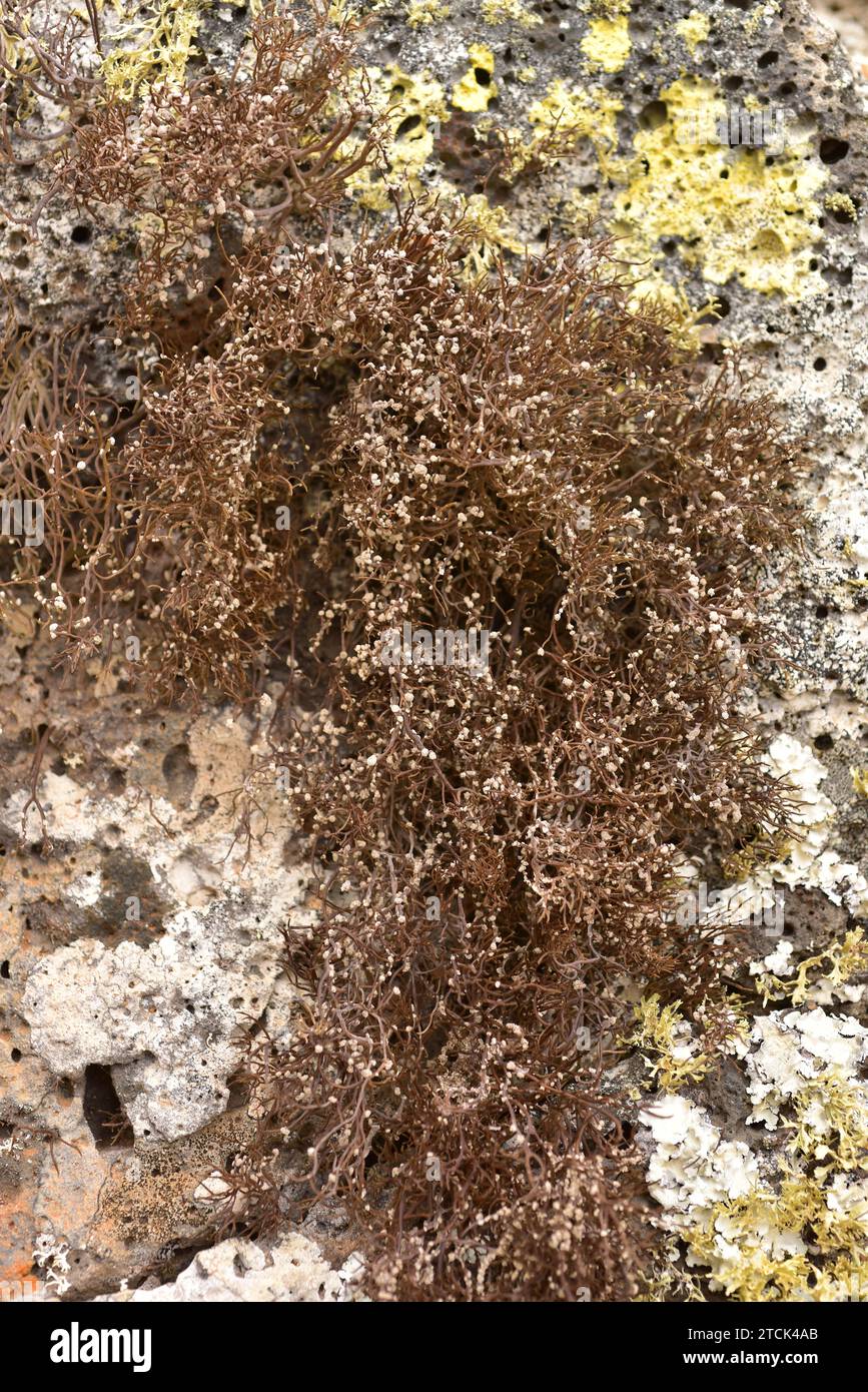 Orchilla lichen roccella canariensis hi-res stock photography and ...
