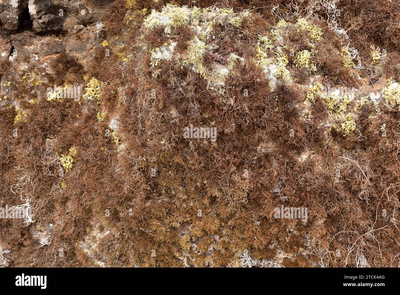 Orchilla (Roccella canariensis) is a fruticose lichen which provides a ...